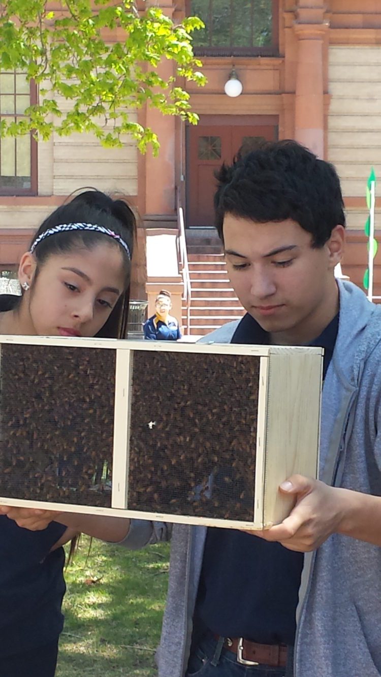 Saving the Bees with STRIVE Prep-Excel - Cottonwood Institute